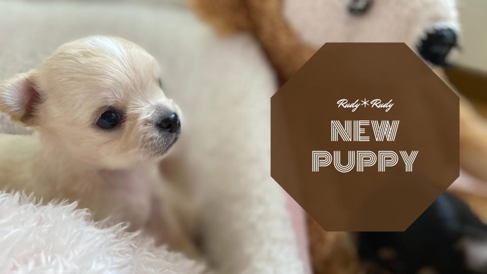仔犬情報 | RUDY＊RUDY